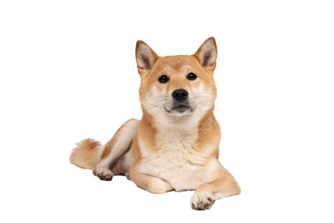 白色背景隔離雌性柴犬斜倚著可用 棕色的 毛茸茸的 純種png去背圖片素材免費下載，免摳圖設計圖案下載 Pngtree