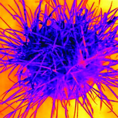 Example Of Thermal Image From The Summer Of 2019 The Hottest Cell In Download Scientific