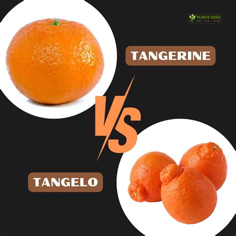 Tangelo Vs Tangerine Differences Of Orange Look Alikes