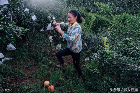 一年净挣500万，四川36岁农妇靠种植果树赚钱，1年就成了当地首富顾发翠