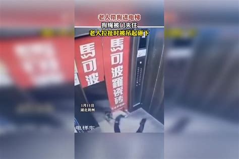 老人带狗进电梯，狗绳被门夹住，老人拉扯时被吊起砸下