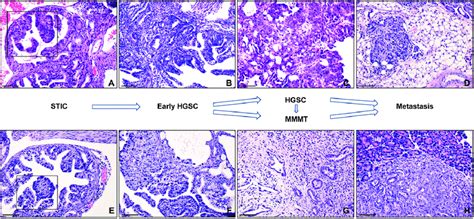 Representative Photomicrographs Of Hande Stained Sections Showing