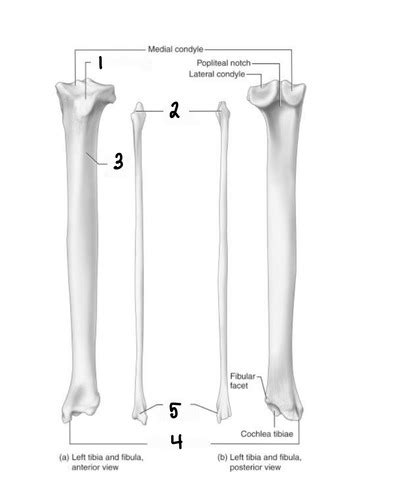 Tibia And Fibula Flashcards Quizlet
