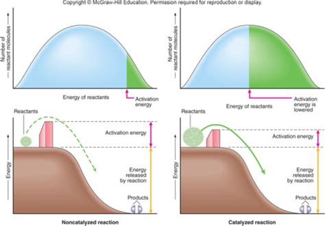 Enzymes Lecture Exam Flashcards Quizlet
