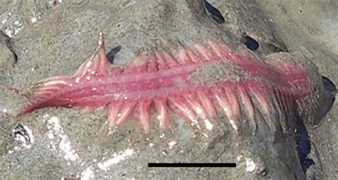 Photograph Of The Ventral View Of A Live Non Type Specimen Of Download Scientific Diagram