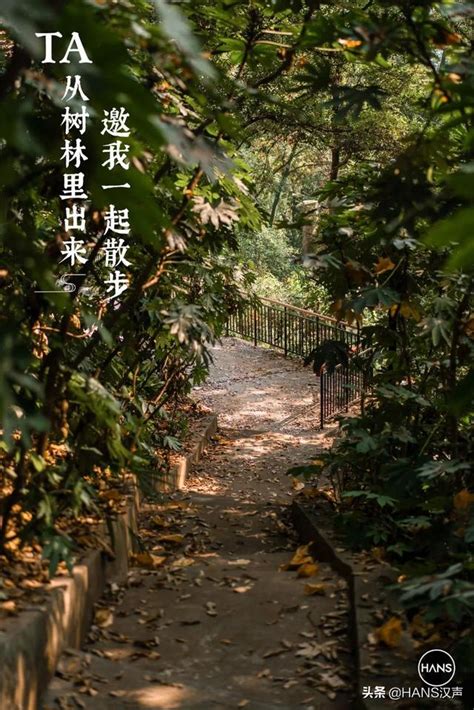萌霸微博熱搜的武漢明星居然是武大珞珈山的小狐狸 每日頭條