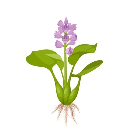 Water Hyacinth Illustration