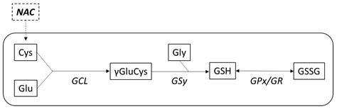 Advances In The Use Of N Acetylcysteine In Chronic Respiratory Diseases