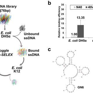 Toggle Cell SELEX Against Multiple Gram Negative Bacteria A Download Scientific Diagram