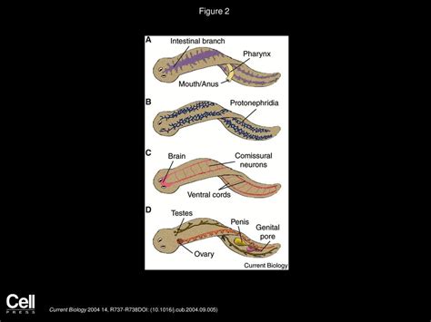 Planarians Current Biology Ppt Download