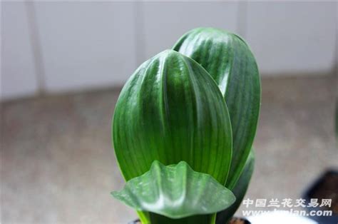 宽叶君子兰图片及价格叶子最宽的君子兰图片短叶圆头宽叶君子兰大山谷图库