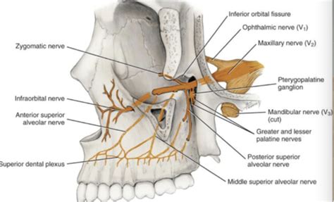 Trigeminal Pt 2 Flashcards Quizlet