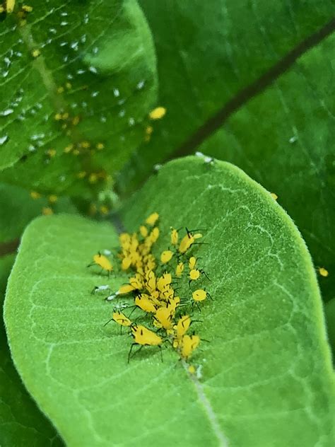 🔥these Bright Yellow Insects In My Back Yard Rnatureisfuckinglit