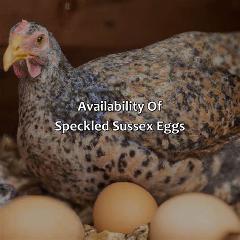 What Color Eggs Do Speckled Sussex Lay