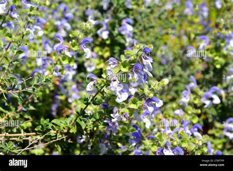 Africam Sage Or Blue Sage Salvia Africana Caerulea Is An Evergreen