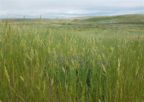 Chinook, MT: Tourismus in Chinook - Tripadvisor