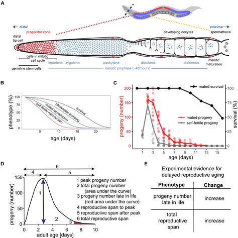 Frontiers Reproductive Aging In Caenorhabditis Elegans From