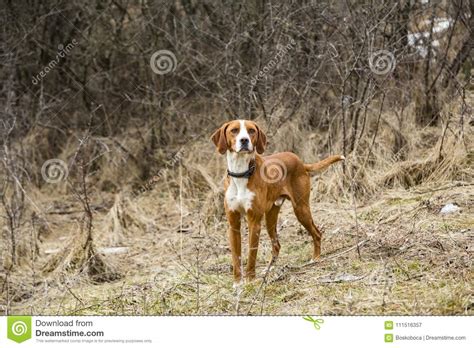 English Pointer Stock Image Image Of Pointer Cute 111516357