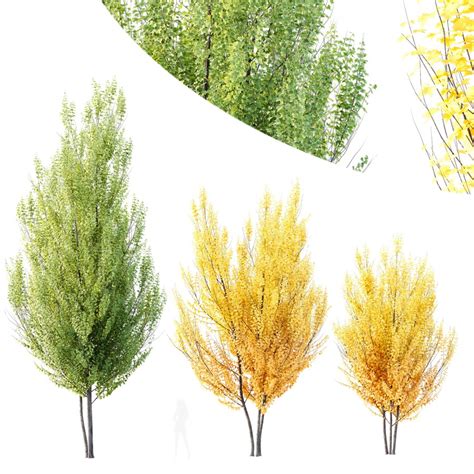 Freemanii Freeman Maple Sapindaceae Autumn Blaze02 3d Model For Vray