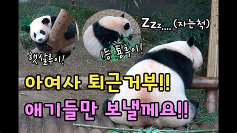 아이바오 퇴근거부 I 기다렸다가 뛰어가는 후이바오 I 놀라서 도망가는 루이바오 I 에버랜드 판다월드 Ruibao Panda