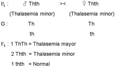 Perhatikan Diagram Keluarga Penderita Thalasemia B
