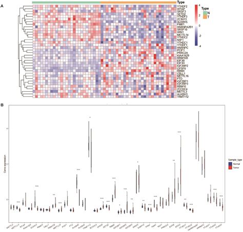 Expression Of M6A RNA Methylation Regulators And Their Clinical