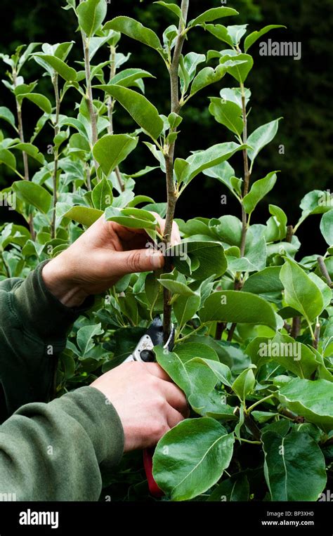 Pruning Pear Tree Stock Photos Pruning Pear Tree Stock Images Alamy