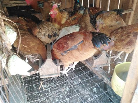 My Chicken Story