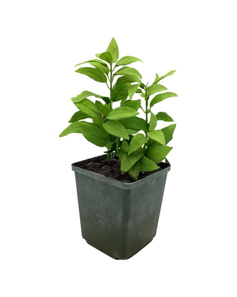Small Basil