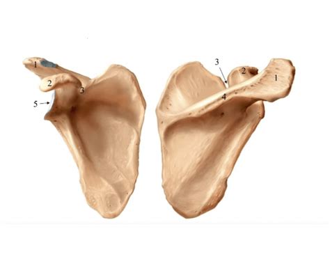 Scapula Bone Markings — Printable Worksheet