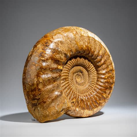Astro Gallery Of Gems Natural Ammonite Fossil From Madagascar 10 8 Lbs