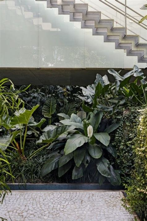 Lírio da paz Como cuidar 72 ideias para inspirar a décor