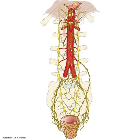 Plexo Aórtico Abdominal E Anatomy Imaios