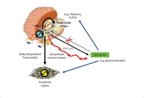 Interaction Between Master And Peripheral Clocks In Mammals The Download Scientific Diagram