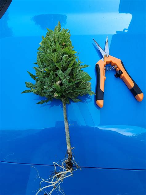 Yay Me Tiny Tree R Cannabiscultivation