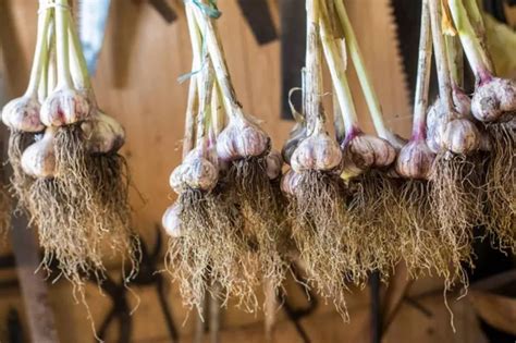 How To Harvest And Cure Garlic The Right Way 🐝