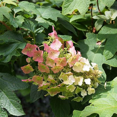 Hydrangea Quercifolia Sikes Dwarf ~ Sikes Dwarf Oakleaf Hydrangea