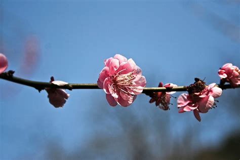 Kirschblüten Pinke Blumen Sakura Kostenloses Foto auf Pixabay Pixabay