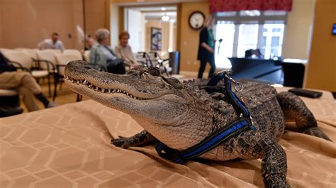Wally The Alligator Emotional Support Reptile