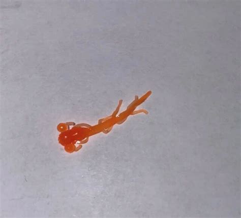 BY Mud Bug UV Fluorescent Orange