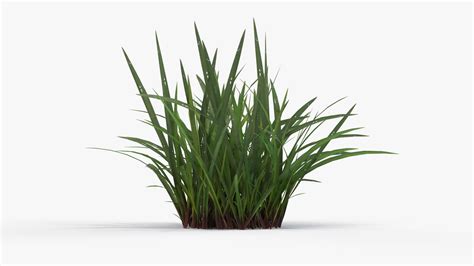 3d Model Grass Cluster Collection 004 3 Cluster Types Turbosquid 1923648