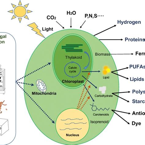 Pdf Transgenic Eukaryotic Microalgae As Green Factories Providing