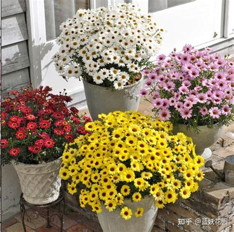蓝妖玛格丽特菊怎么度夏这样做年年开出大花球 知乎