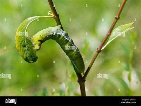 A Caterpillar Insect Eats A Leaf Of An Adenium Tree In Nakhon Sawan Province North Of Bangkok