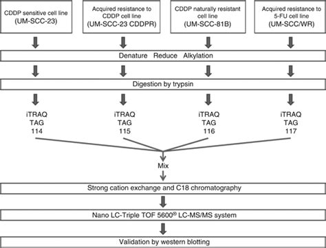 Flowchart Of Itraq Proteomics Approach Samples Were Treated According