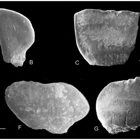 Incisiform Teeth Of Pycnodontoidea Indet Plignou 108 In A Lingual