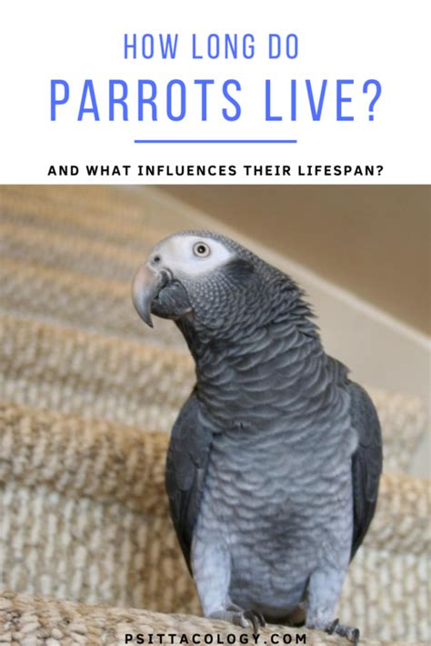 How Long Do Parrots Live All About Parrot Lifespan Psittacology