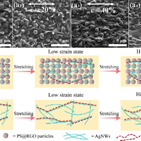 A Sem Microscopic Cross Sectional Morphology Under Different Strains Download Scientific