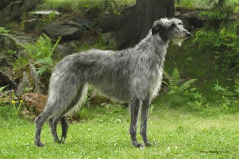 Scottish Deerhound Expertentipps Zu Hundeernährung Training Und
