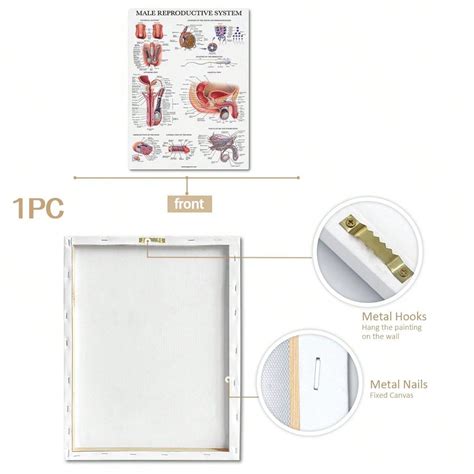 1pc Medical Anatomy Wall Art Male Reproductive System Poster For